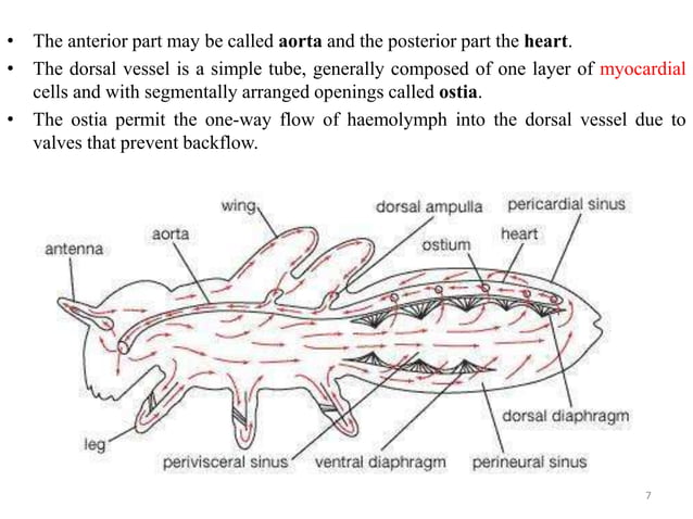 Circulatory system in insects | PPT