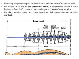 Circulatory system in insects | PPT