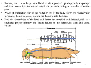Circulatory system in insects | PPT