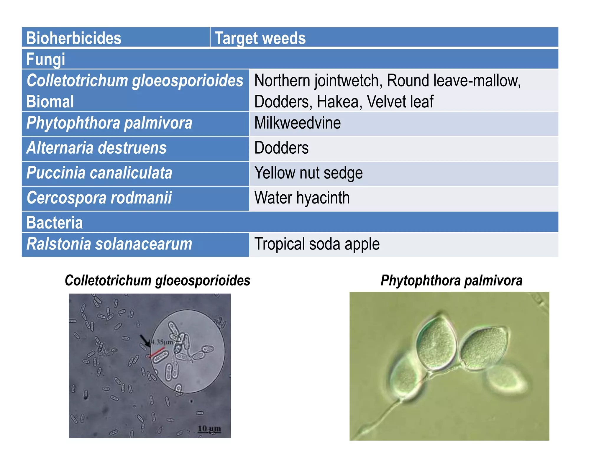 biofertilizers and biopesticides | PPT