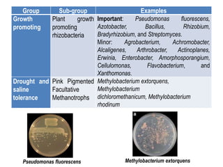 biofertilizers and biopesticides | PPT