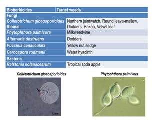 biofertilizers and biopesticides | PPT