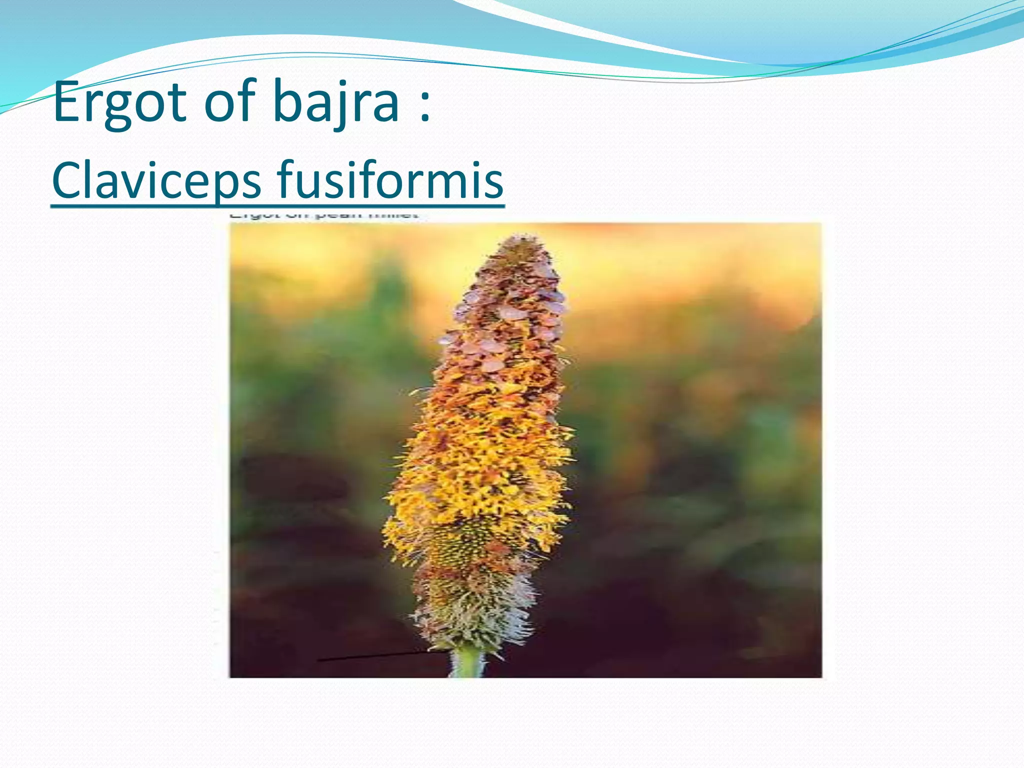 ERGOT OF BAJRA | PPTX