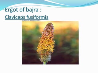 ERGOT OF BAJRA | PPTX