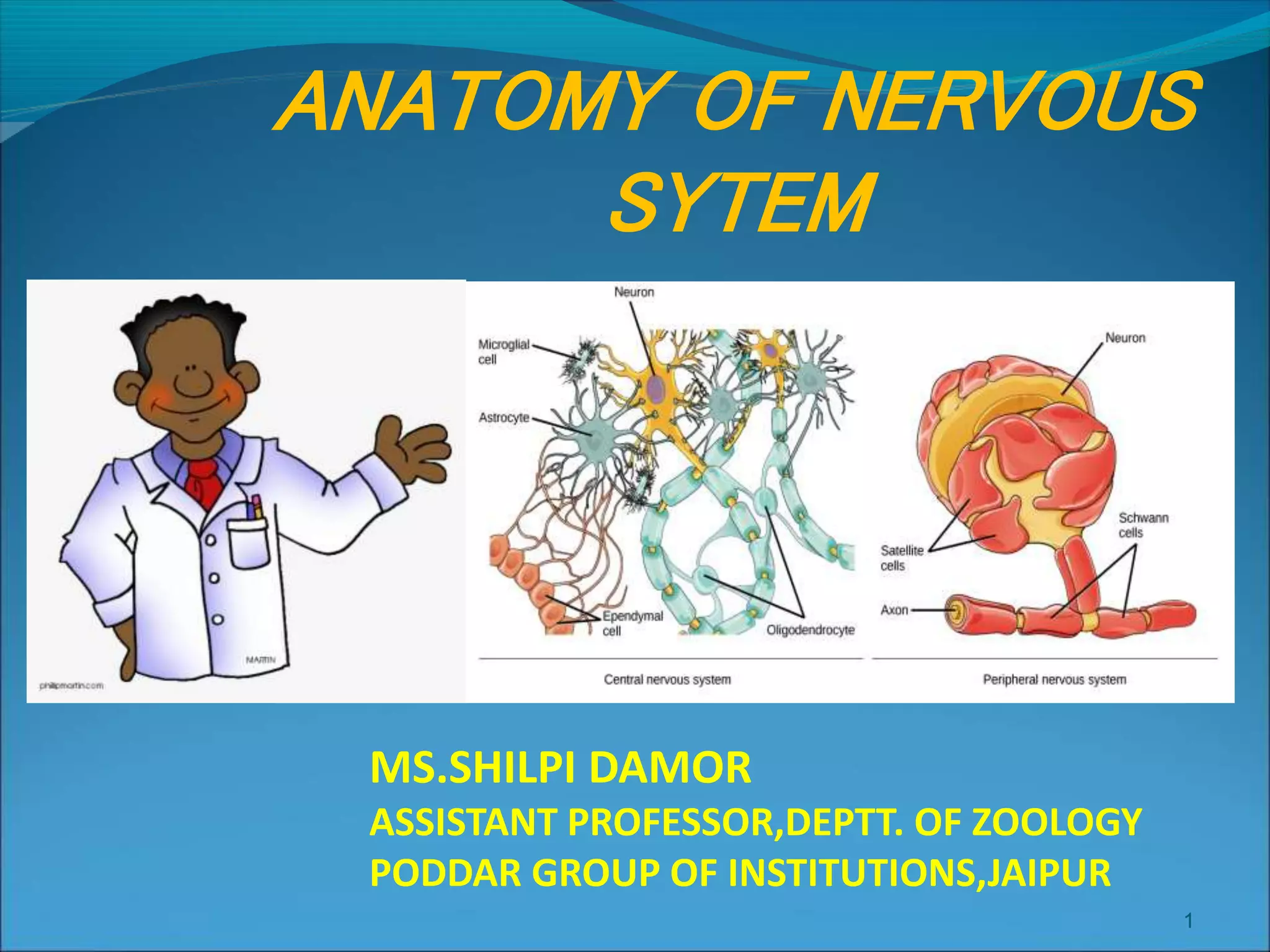 Anatomy of Nervous System | PPT