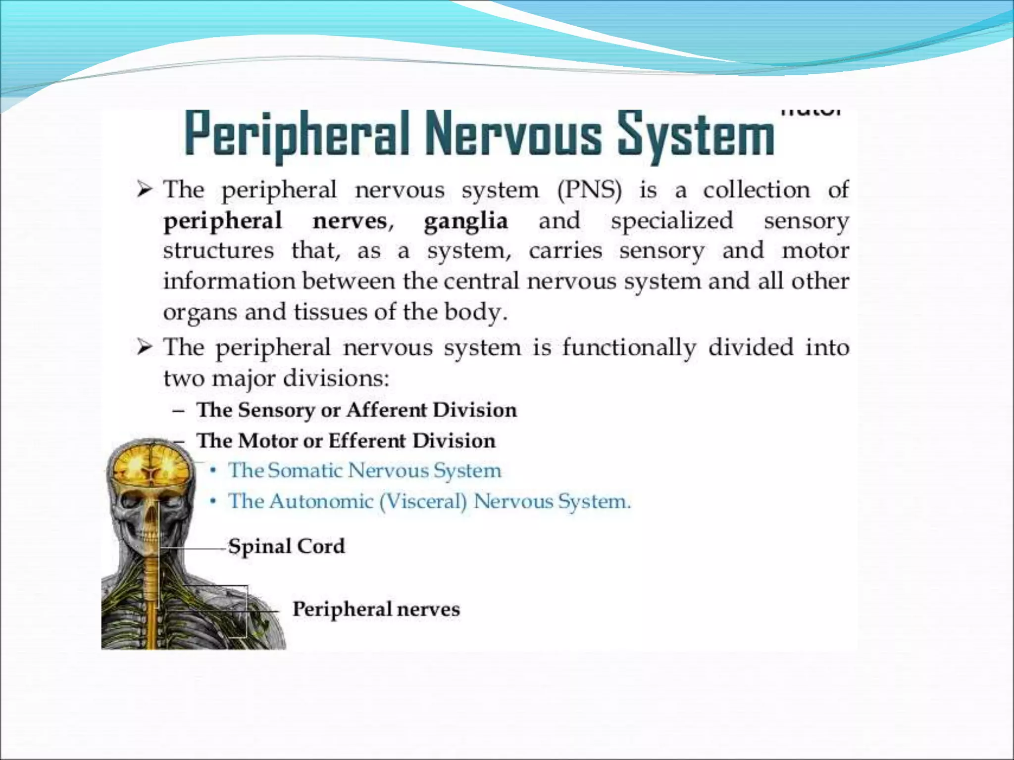 Anatomy of Nervous System | PPT