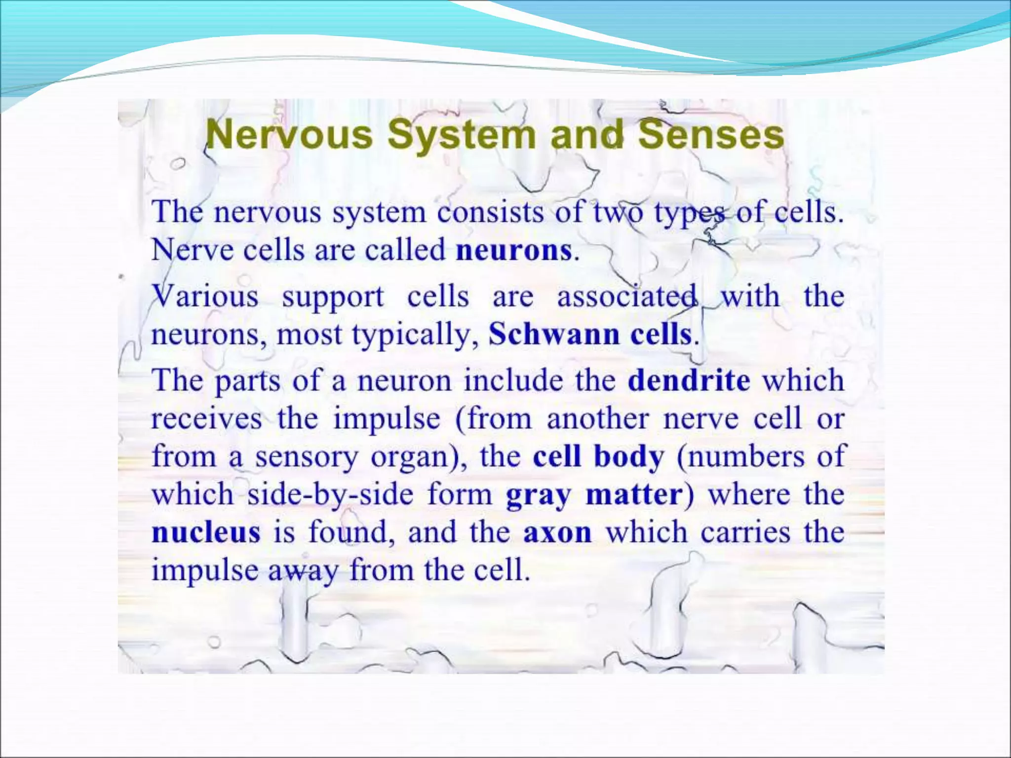 Anatomy of Nervous System | PPT