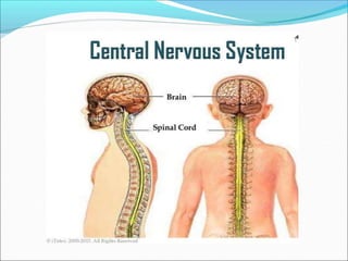 Anatomy of Nervous System | PPTX