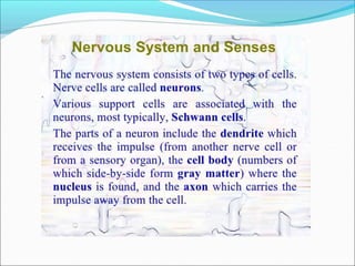 Anatomy of Nervous System | PPTX