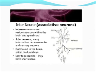 Anatomy of Nervous System | PPTX
