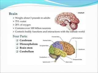 Anatomy of Nervous System | PPT