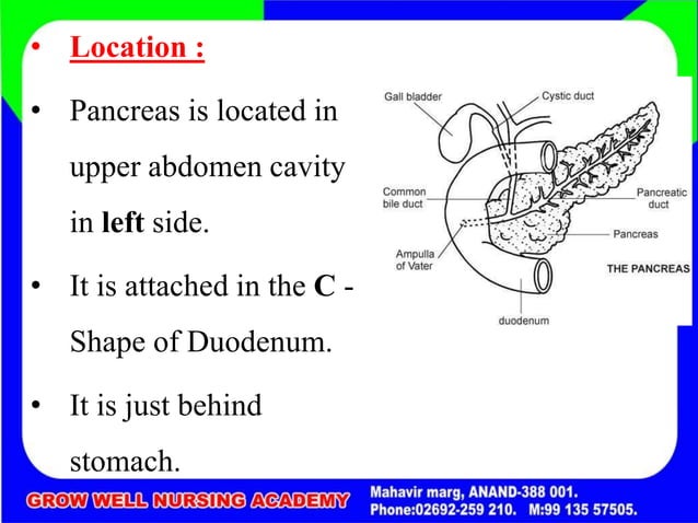 Pancreas endocrine gland | PPT | Endocrine and Metabolic Diseases ...