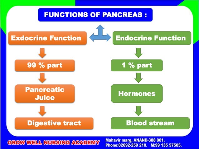 Pancreas endocrine gland | PPT | Endocrine and Metabolic Diseases ...