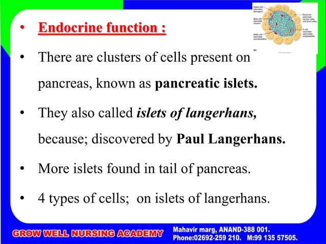 Pancreas endocrine gland | PPT | Endocrine and Metabolic Diseases ...