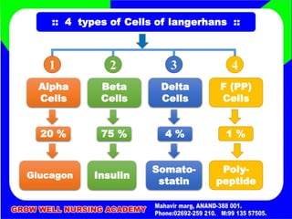 Pancreas endocrine gland | PPT