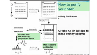 Polyclonal and monoclonal antibody production | PDF | Chemistry | Science