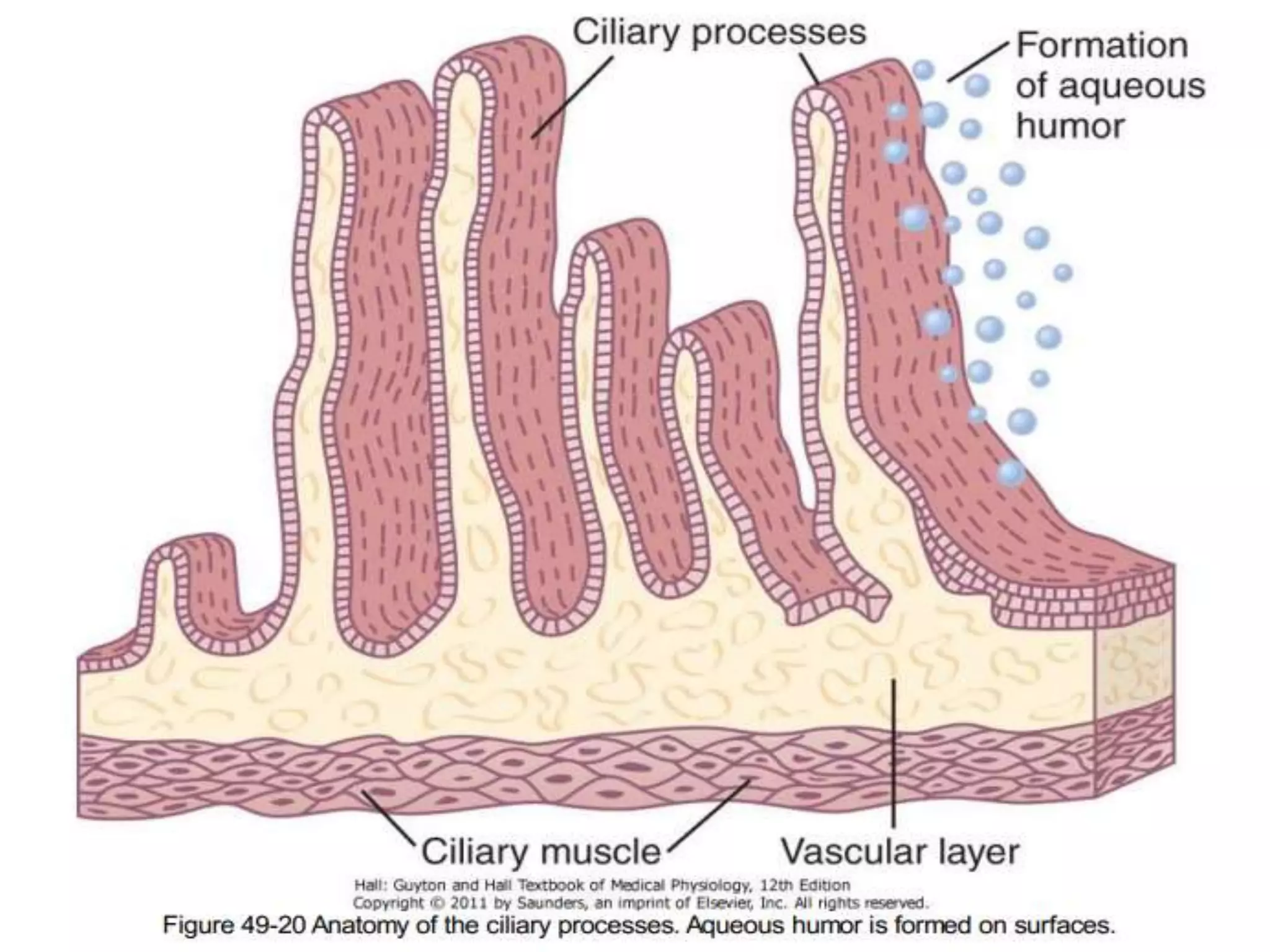 Glaucoma-Relevant Anatomy & Physiology | PPTX
