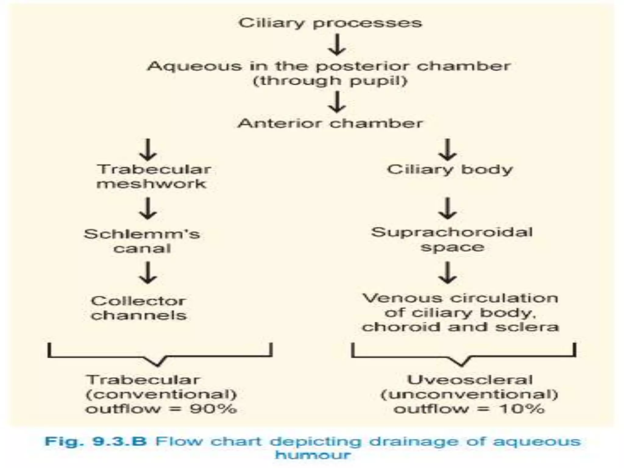 Glaucoma-Relevant Anatomy & Physiology | PPTX