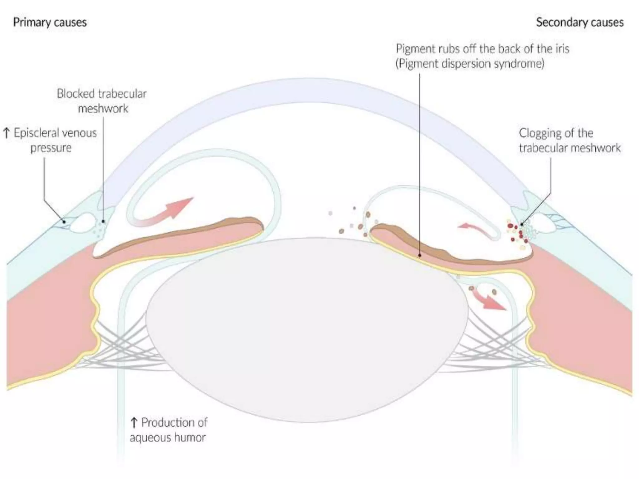 Glaucoma-Relevant Anatomy & Physiology | PPTX