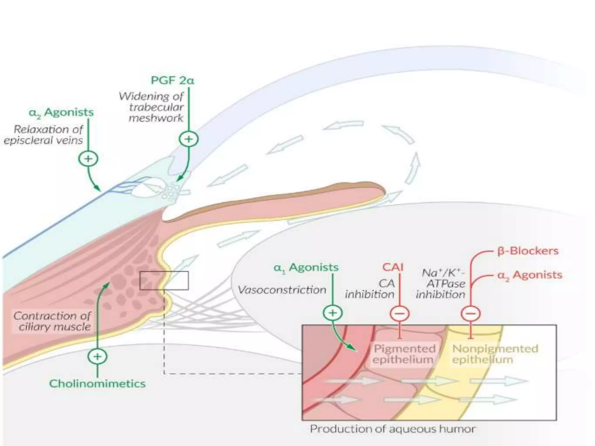 Glaucoma-Relevant Anatomy & Physiology | PPTX