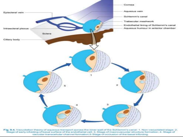 Glaucoma-Relevant Anatomy & Physiology | PPTX | Eye and Vision ...