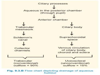 Glaucoma-Relevant Anatomy & Physiology | PPTX