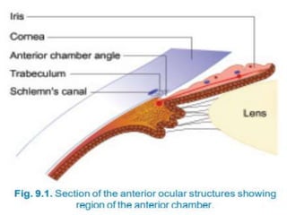 Glaucoma-Relevant Anatomy & Physiology | PPTX