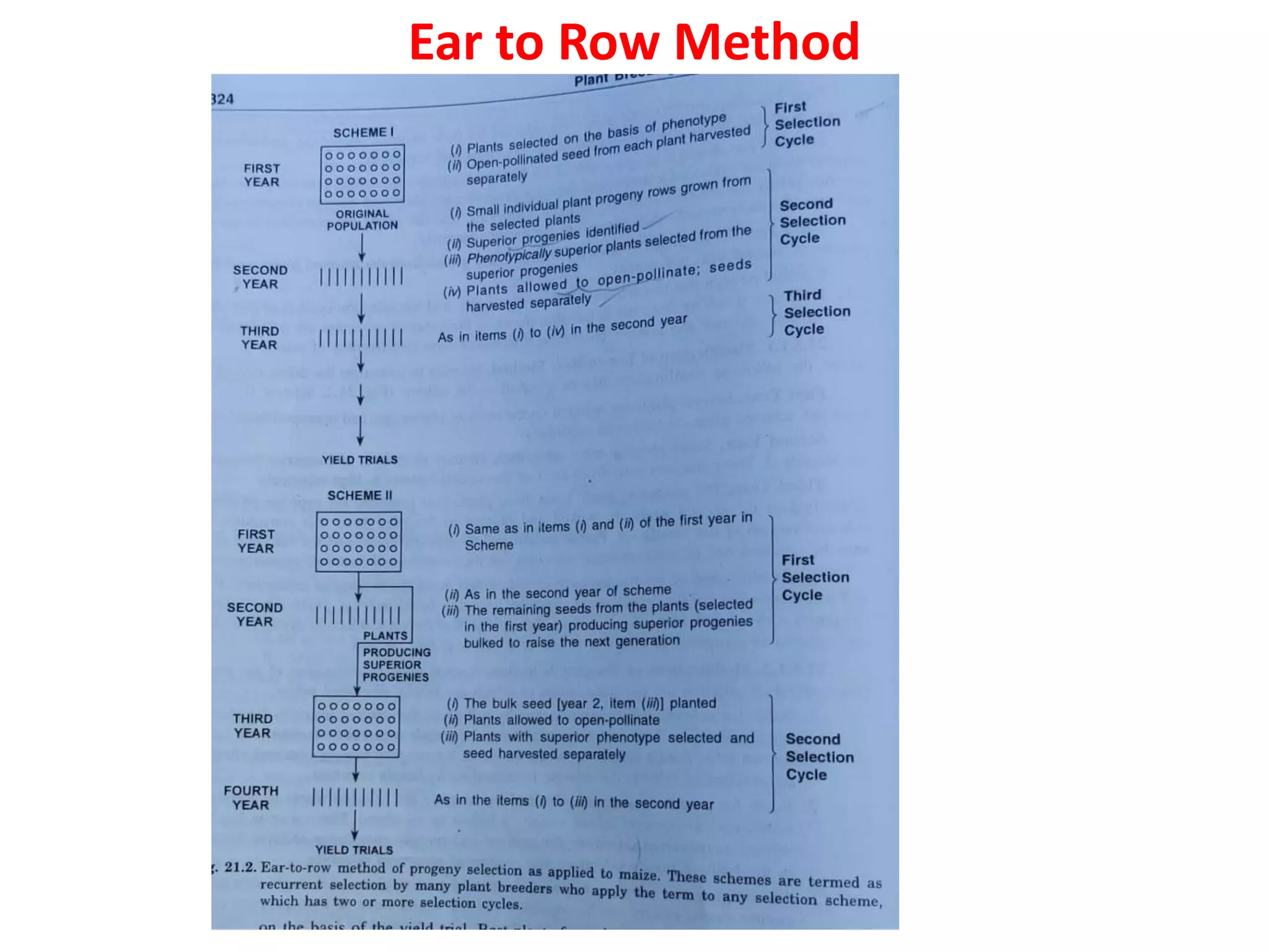 15. mass selection in cross pollinated crops | PPTX