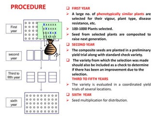 15. mass selection in cross pollinated crops | PPTX
