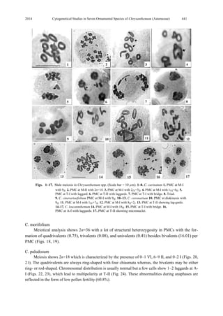 ornamental chrysanthemumpdf | PDF