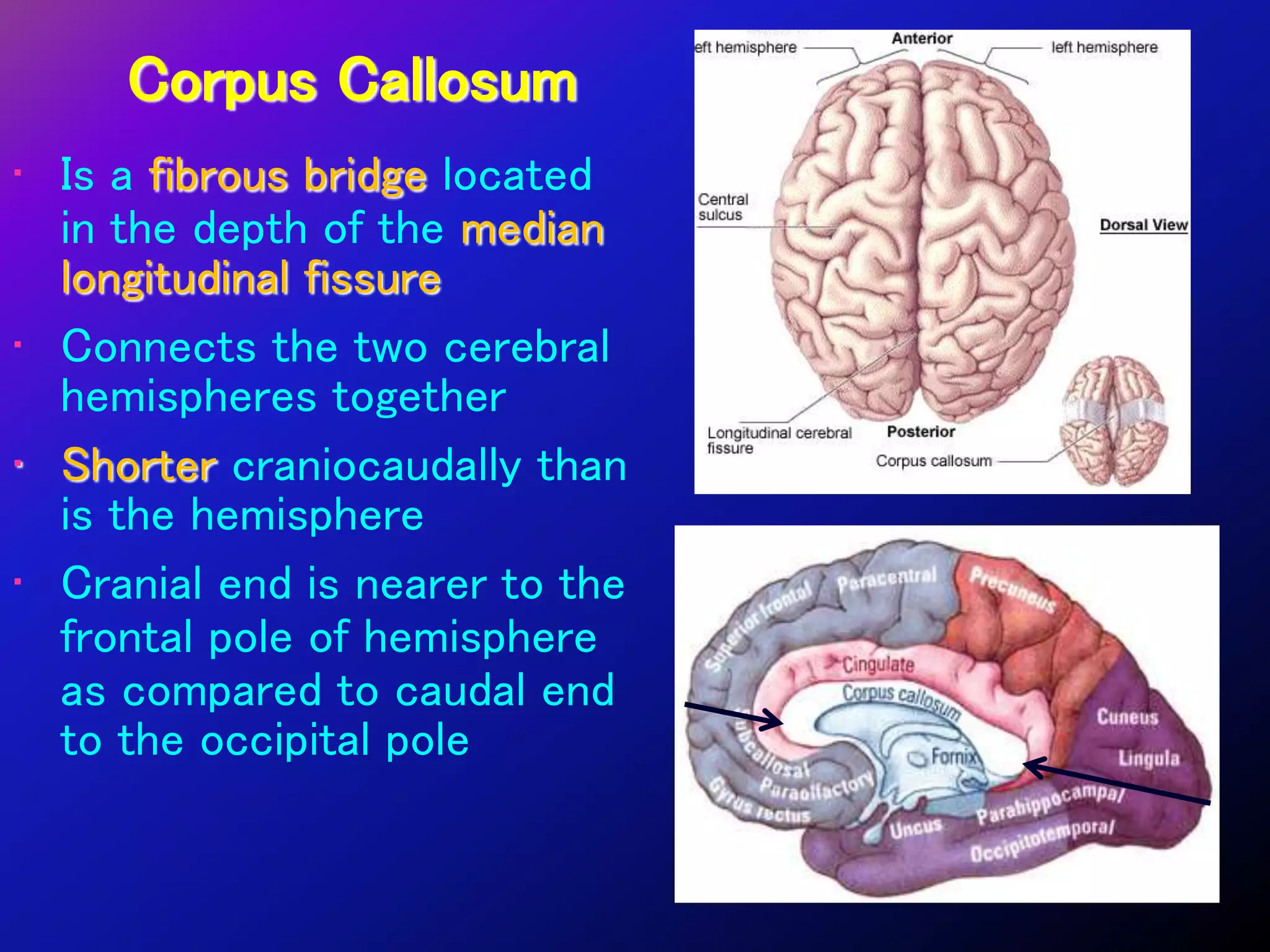 15. White matter cerebrum | PPT