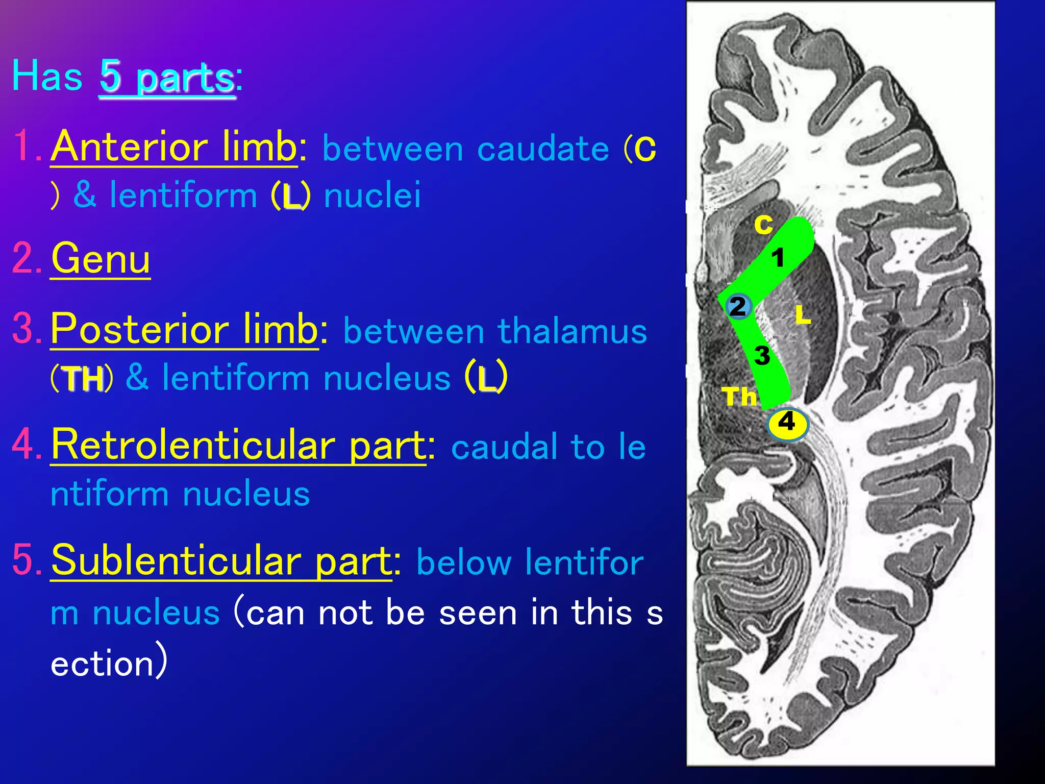 15. White matter cerebrum | PPT