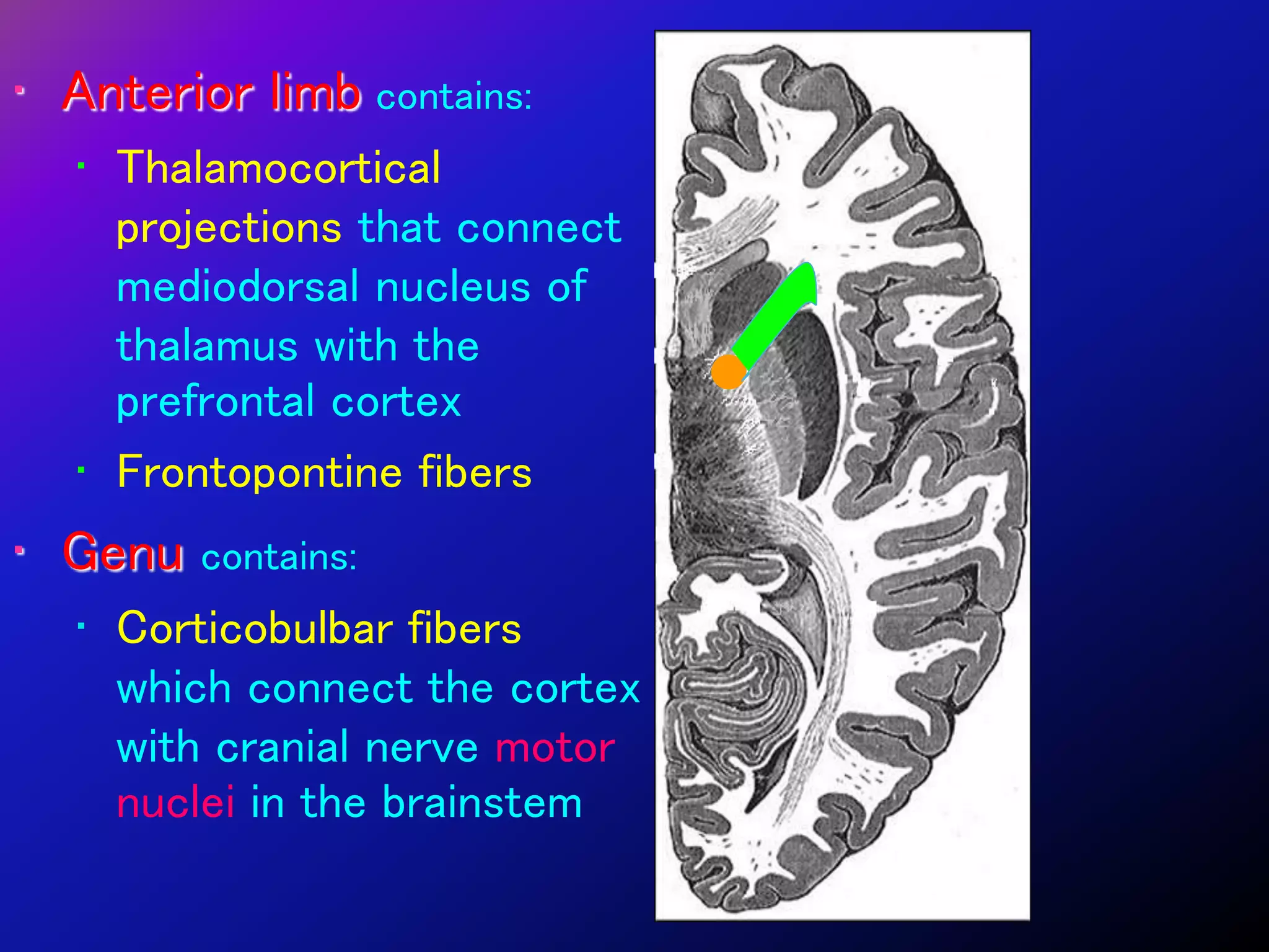 15. White matter cerebrum | PPT