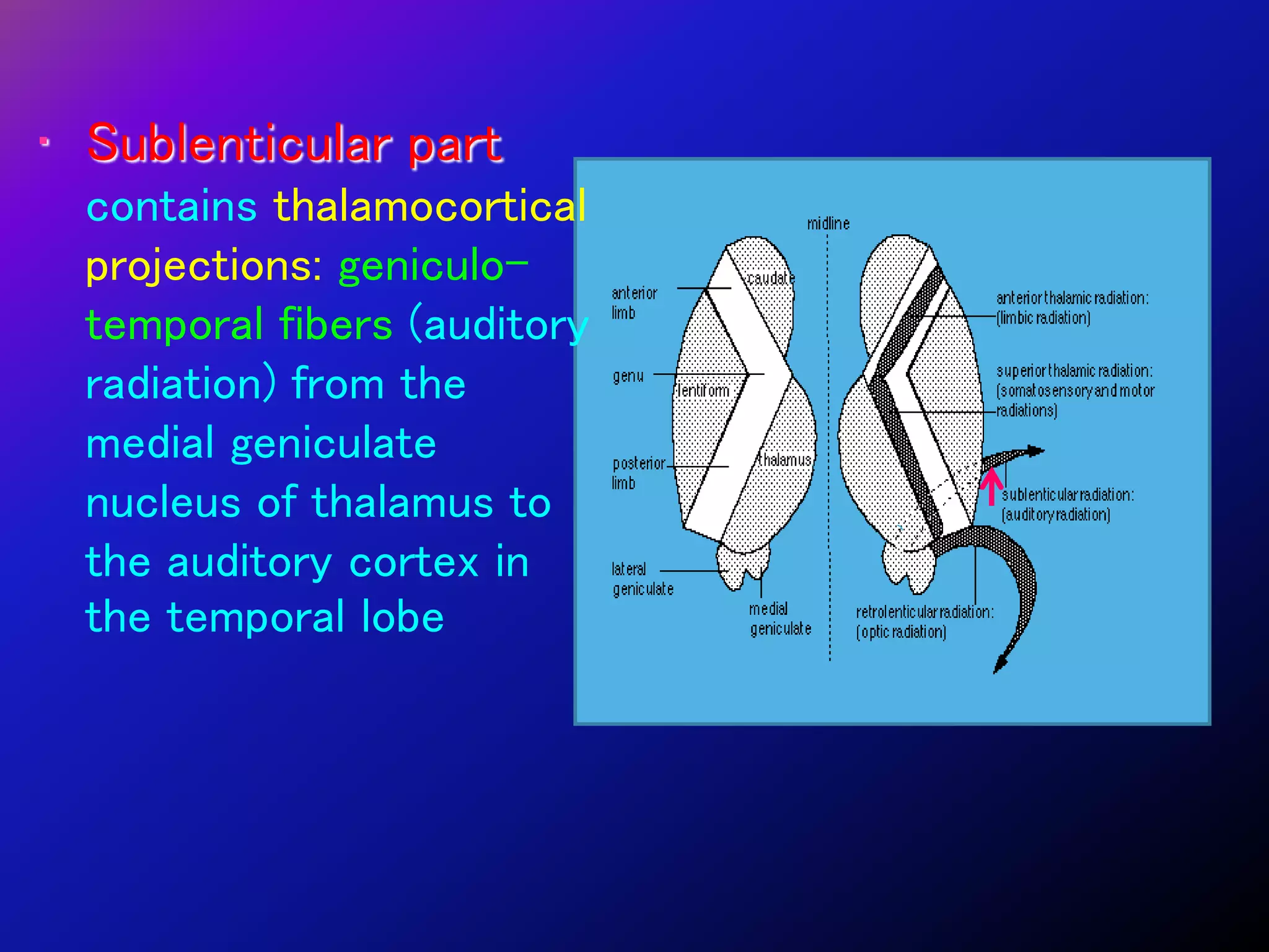 15. White matter cerebrum | PPT