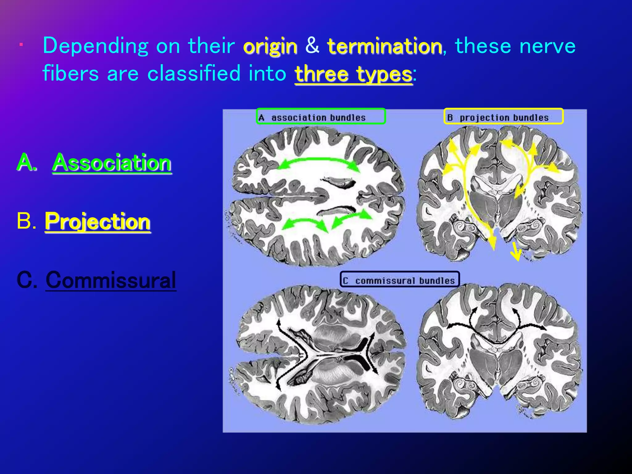 15. White matter cerebrum | PPT