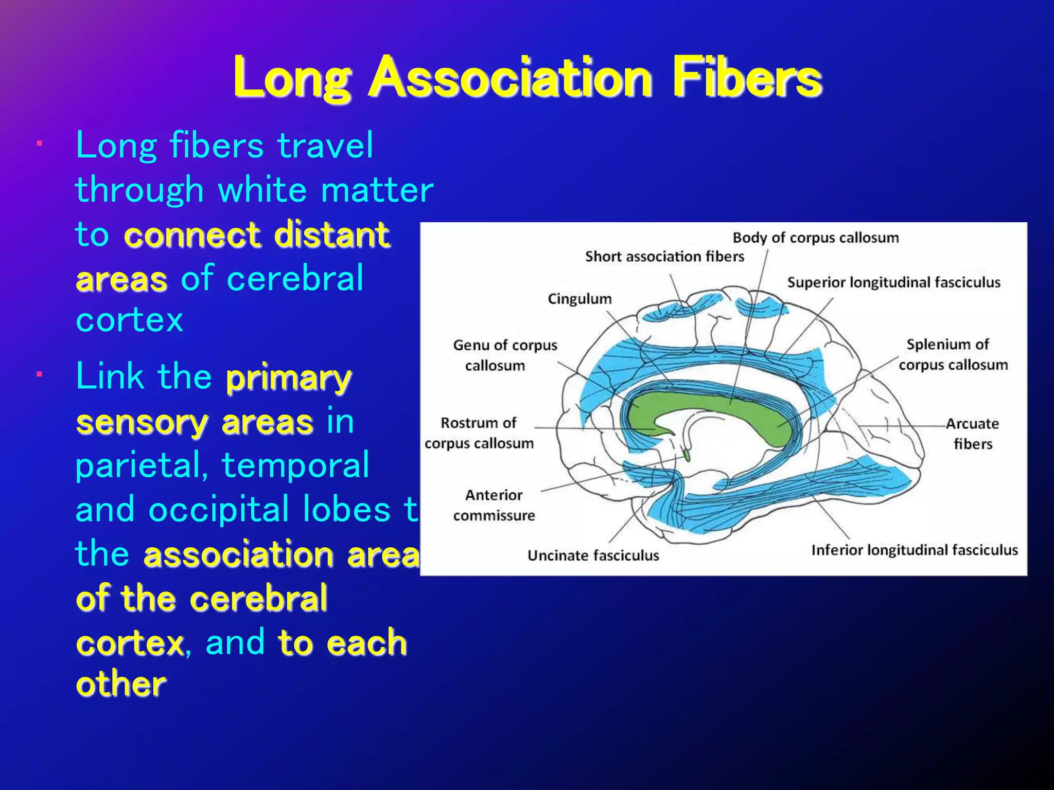 15. White matter cerebrum | PPT