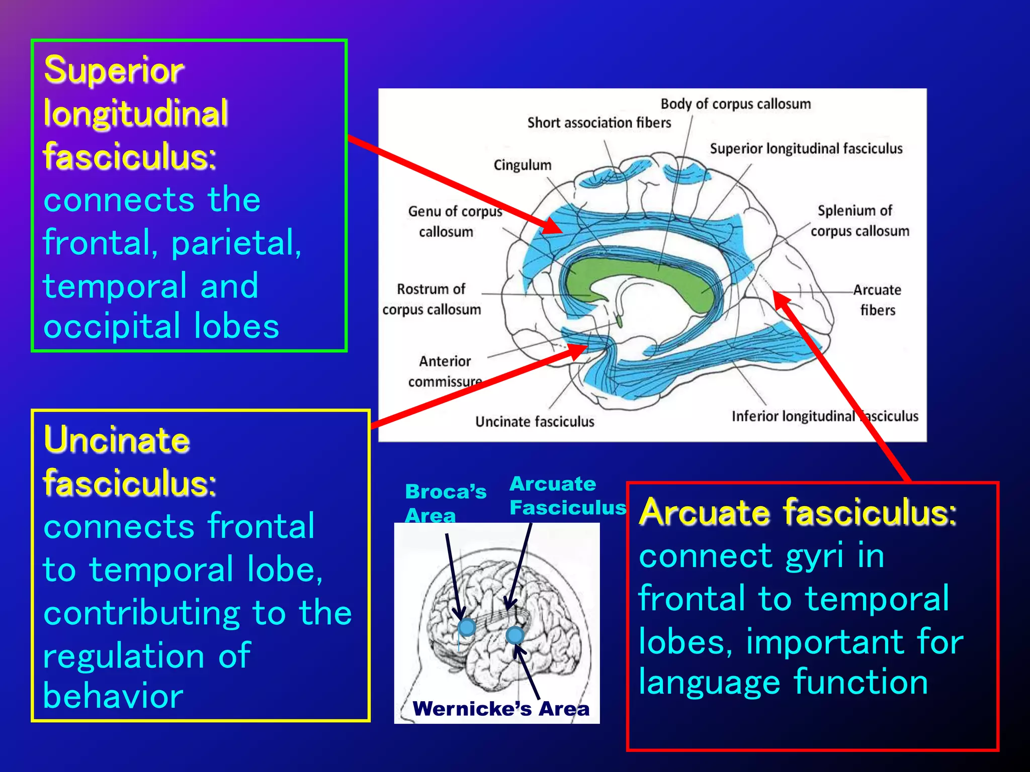 15. White matter cerebrum | PPT