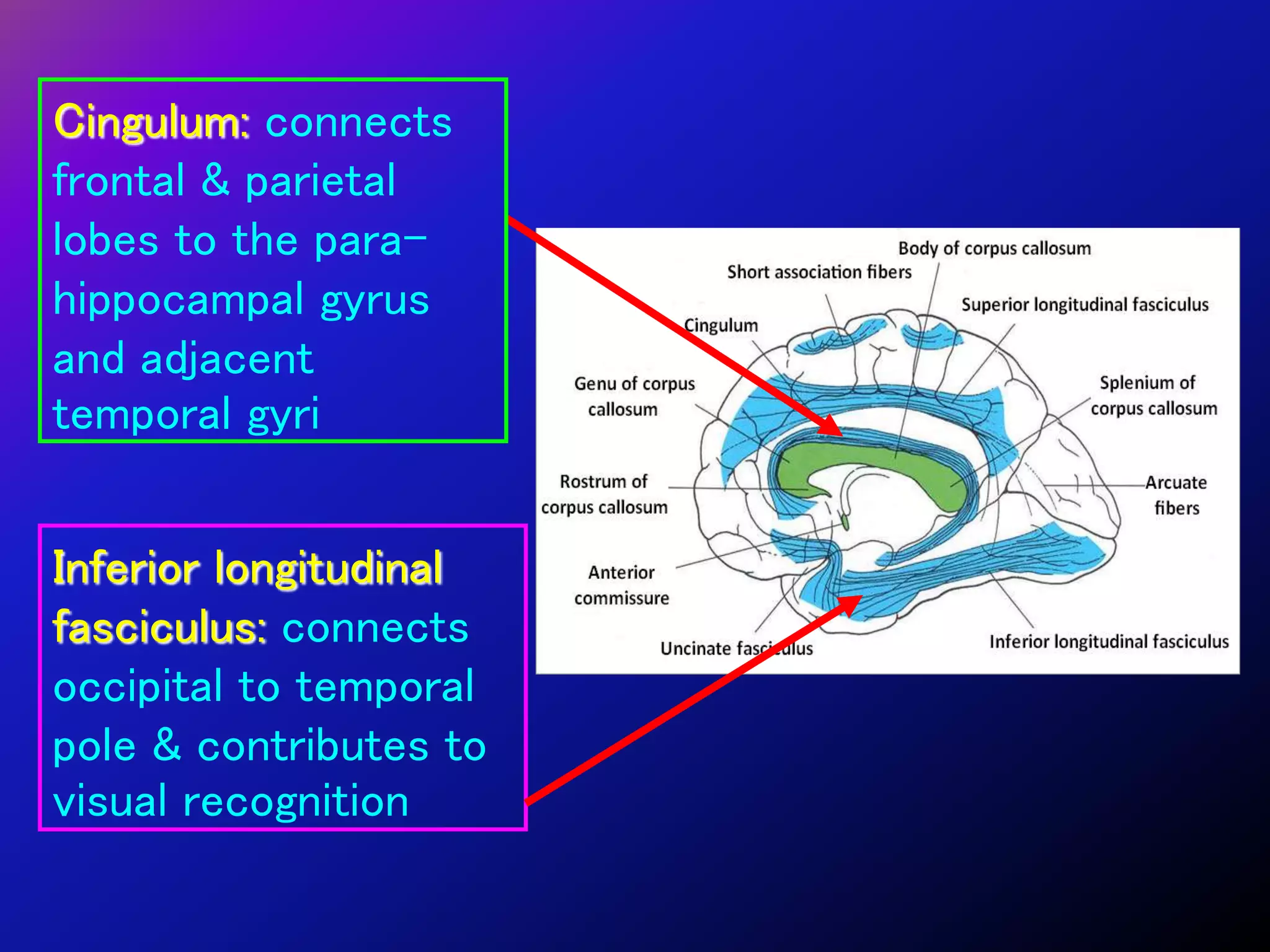 15. White matter cerebrum | PPT