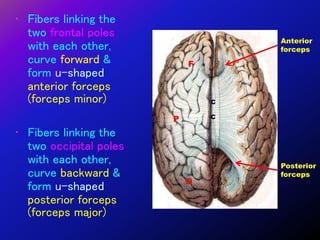 15. White matter cerebrum | PPT