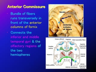 15. White matter cerebrum | PPT