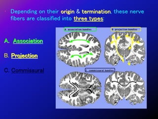 15. White matter cerebrum | PPT