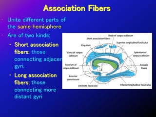 15. White matter cerebrum | PPT