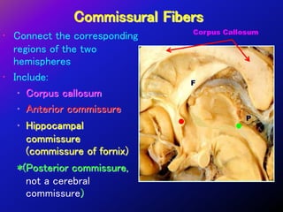 15. White matter cerebrum | PPT