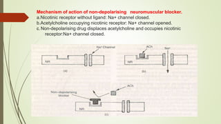 Drugs-acting-on-somatic-nervous-system.pptx