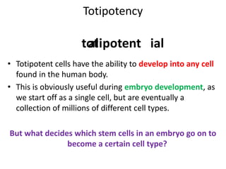 15.1_-_totipotency_and_cell_specialisation.pptx