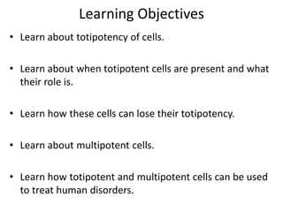15.1_-_totipotency_and_cell_specialisation.pptx