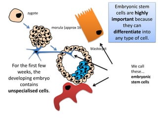 15.1_-_totipotency_and_cell_specialisation.pptx