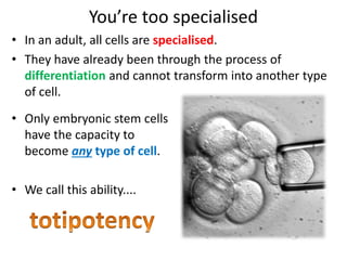 15.1_-_totipotency_and_cell_specialisation.pptx