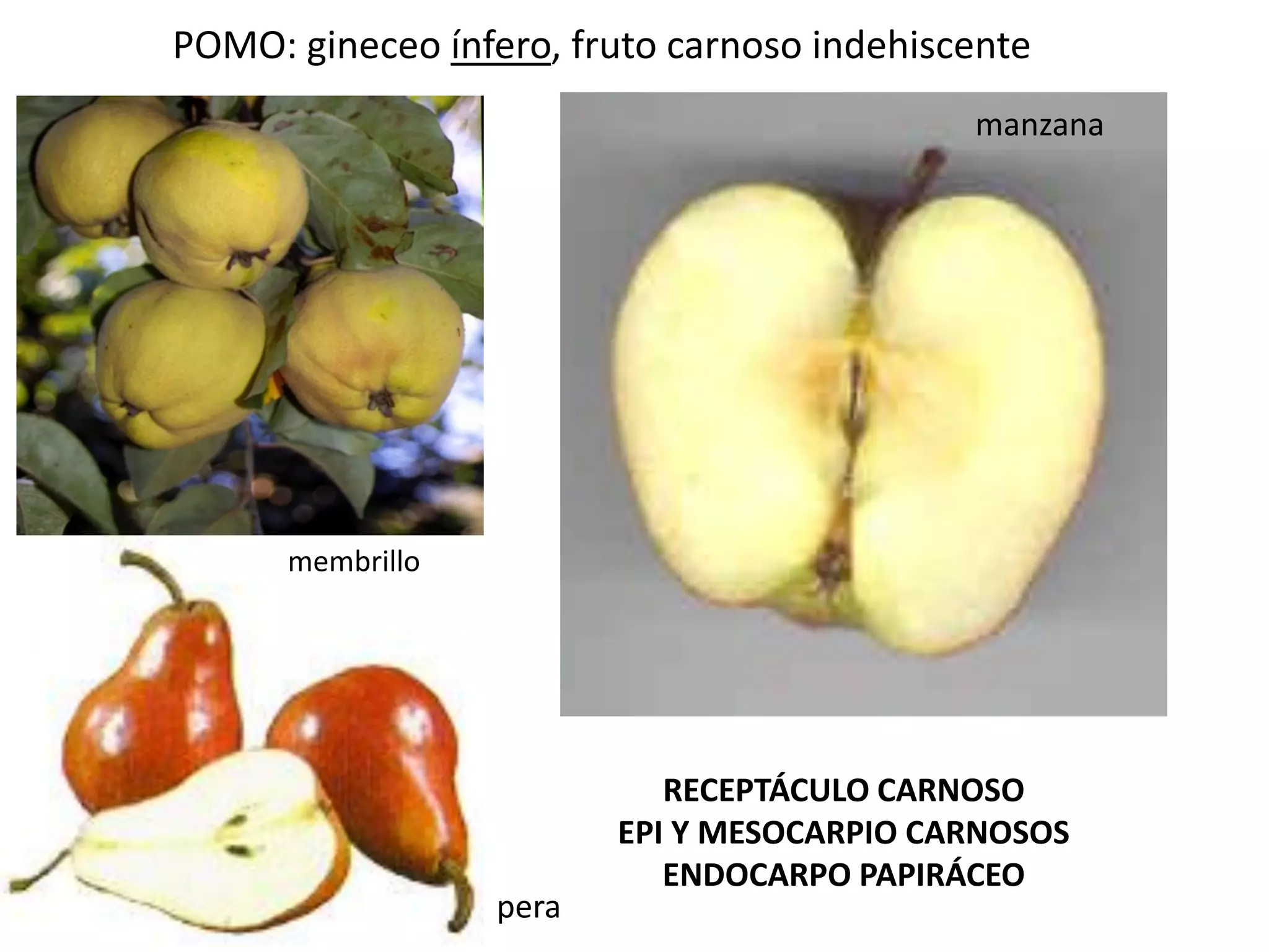 15.MORFOLOGÌA DEL FRUTO .pdf