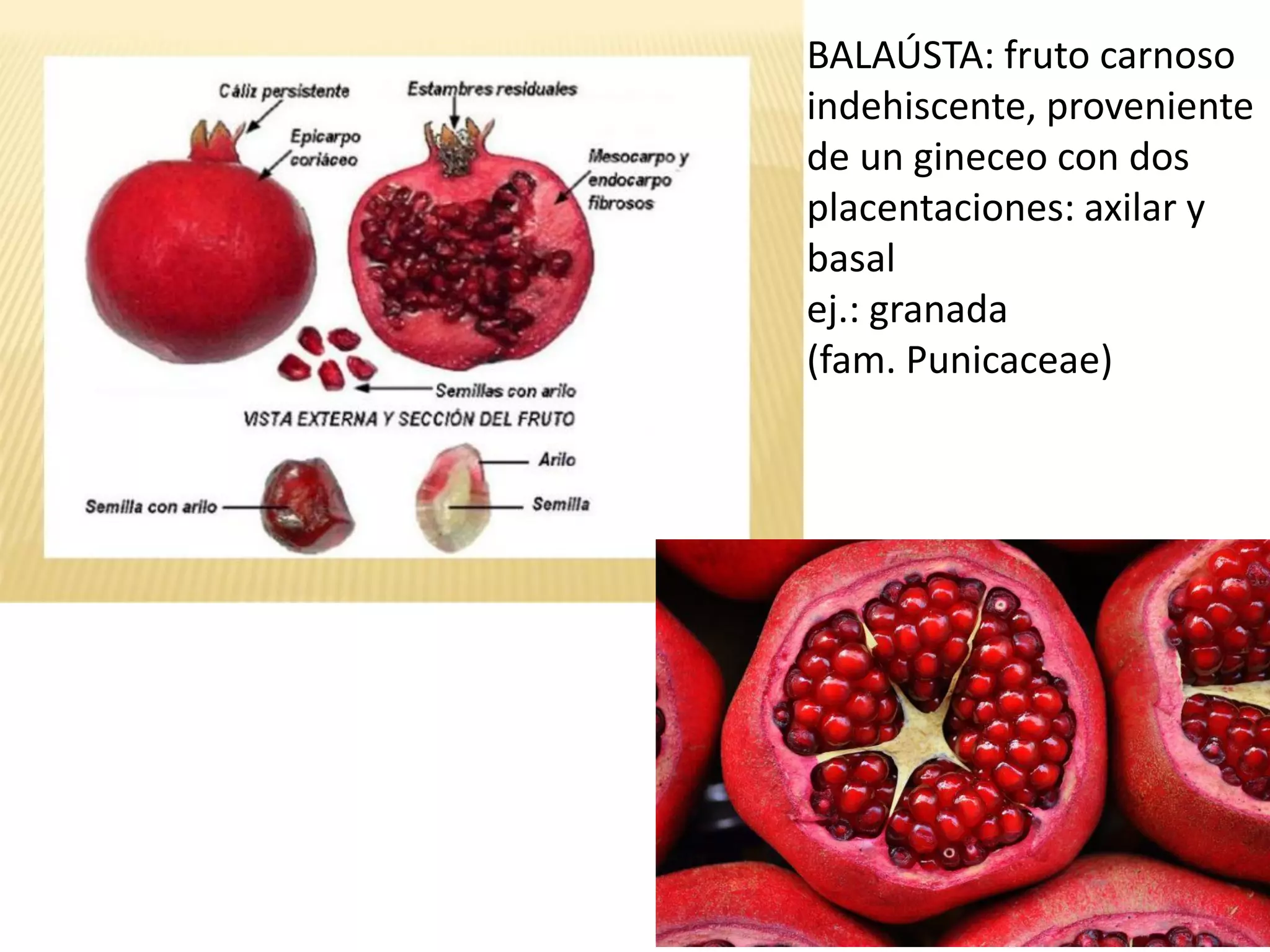 15.MORFOLOGÌA DEL FRUTO .pdf
